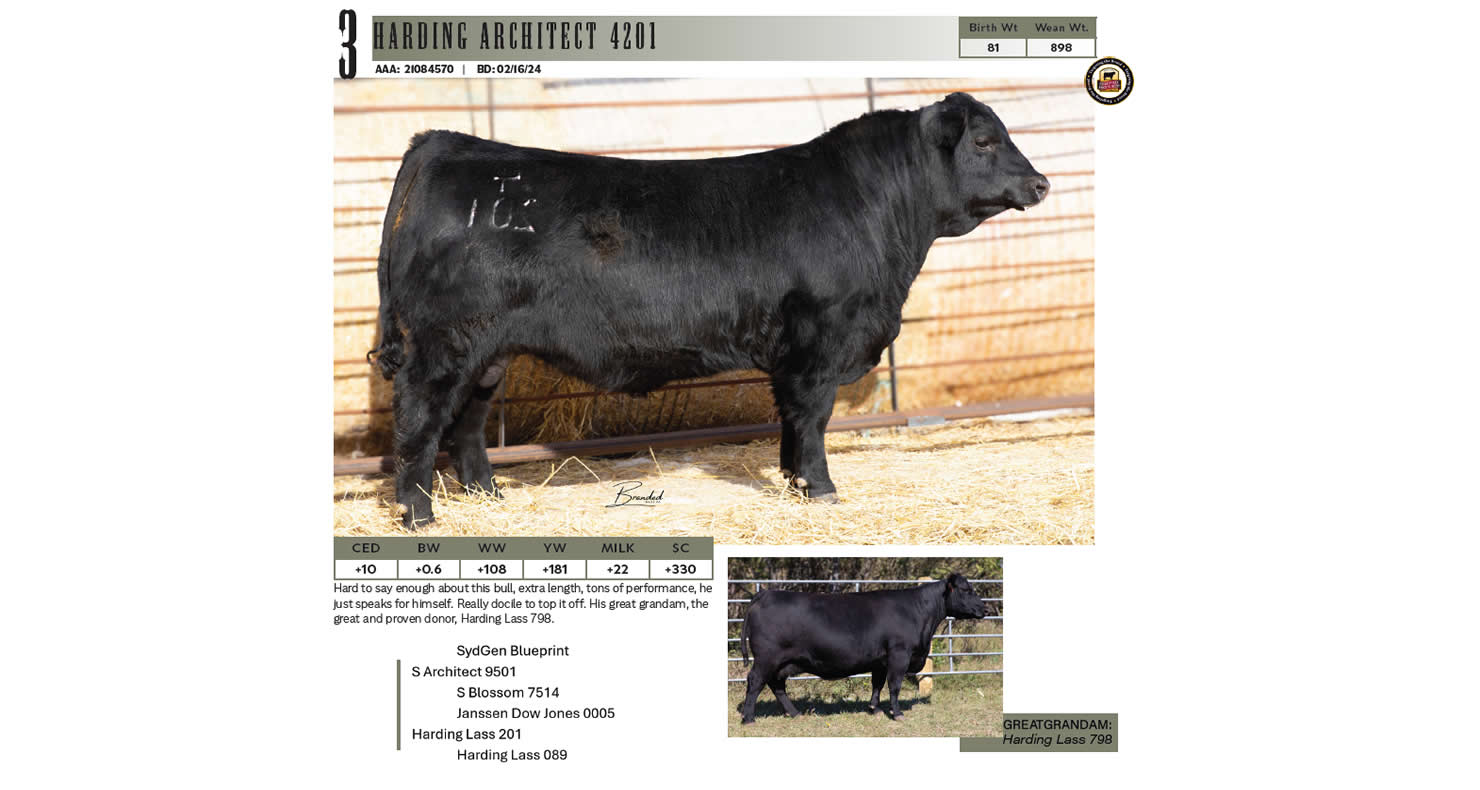 Lot 3 - Harding Architect 4201: Harding Angus Ranch - Annual Bull Sale ...