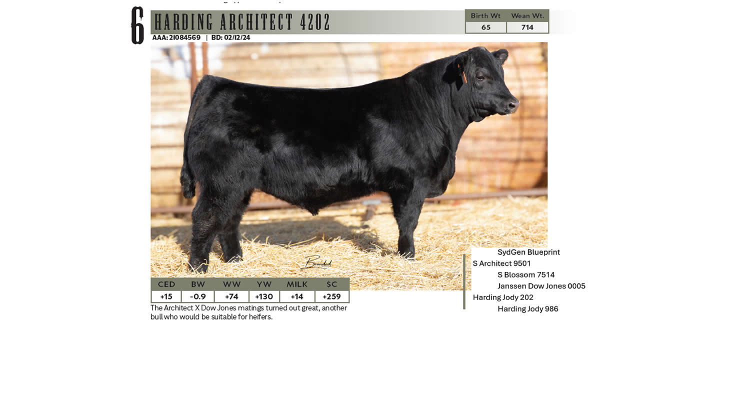 Lot 6 - Harding Architect 4202: Harding Angus Ranch - Annual Bull Sale ...