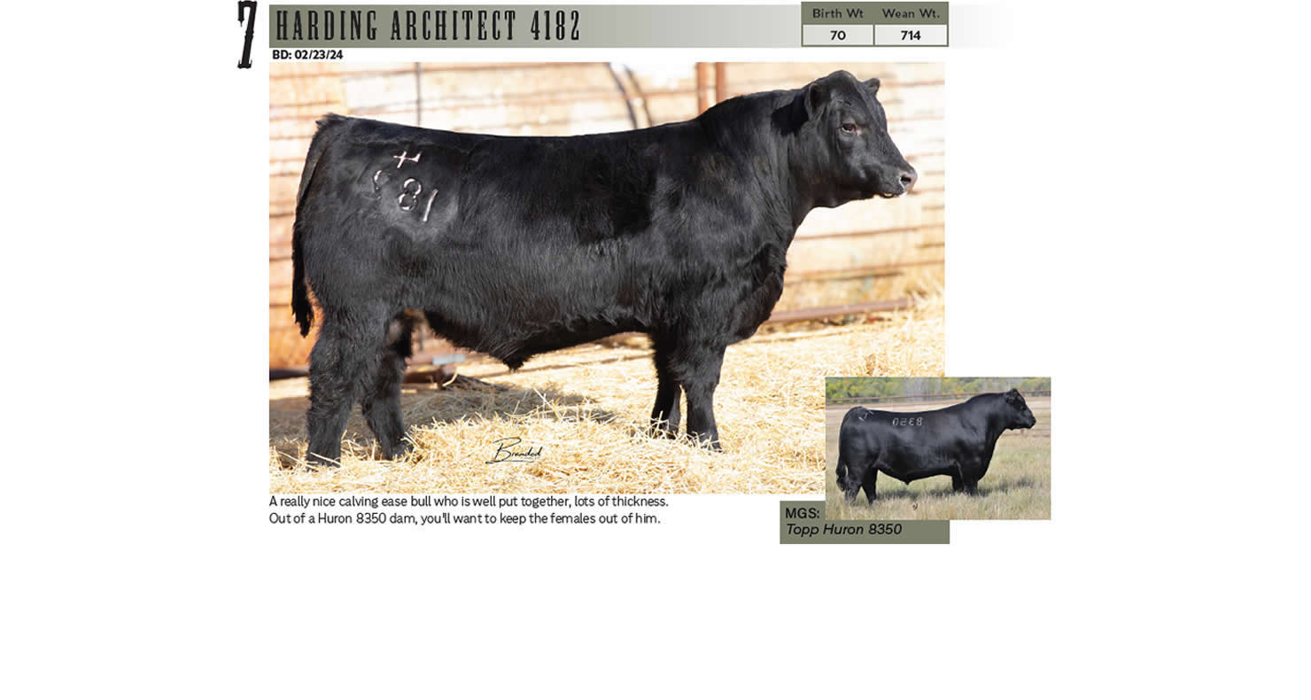 Lot 7 - Harding Architect 4182: Harding Angus Ranch - Annual Bull Sale ...