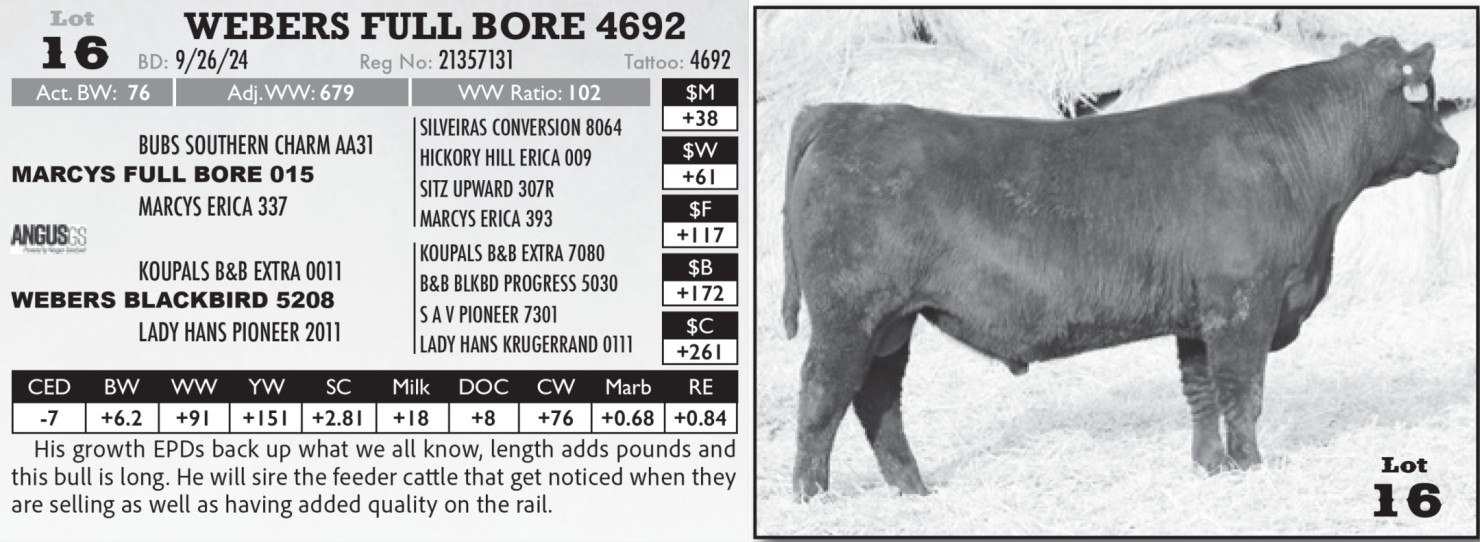 Lot 16 - Webers Full Bore 4692: Weber Farms Angus - Annual Online Bull ...