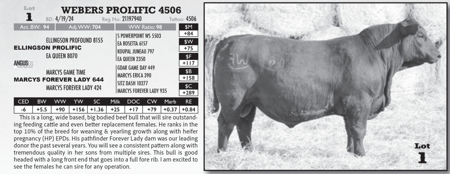 Lot 1 - Webers Prolific 4506: Weber Farms Angus - Annual Online Bull ...