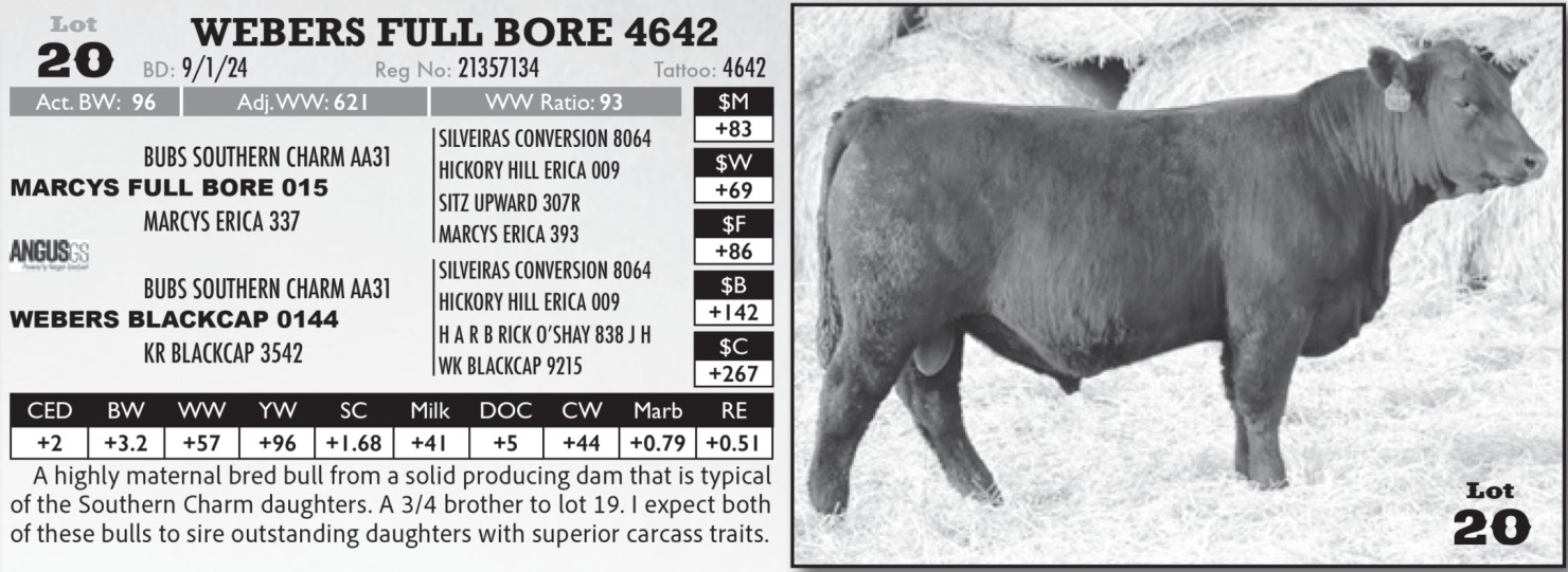Lot 20 - Webers Full Bore 4642: Weber Farms Angus - Annual Online Bull ...