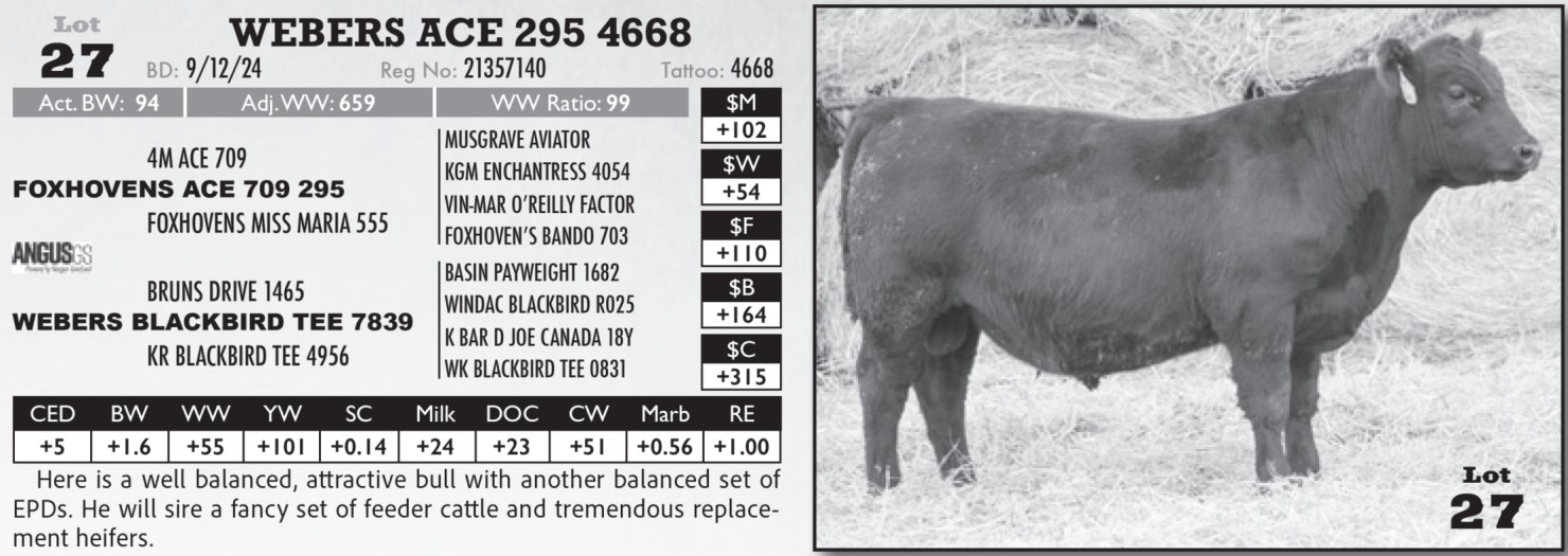 Lot 27 - Webers Ace 295 4668: Weber Farms Angus - Annual Online Bull ...