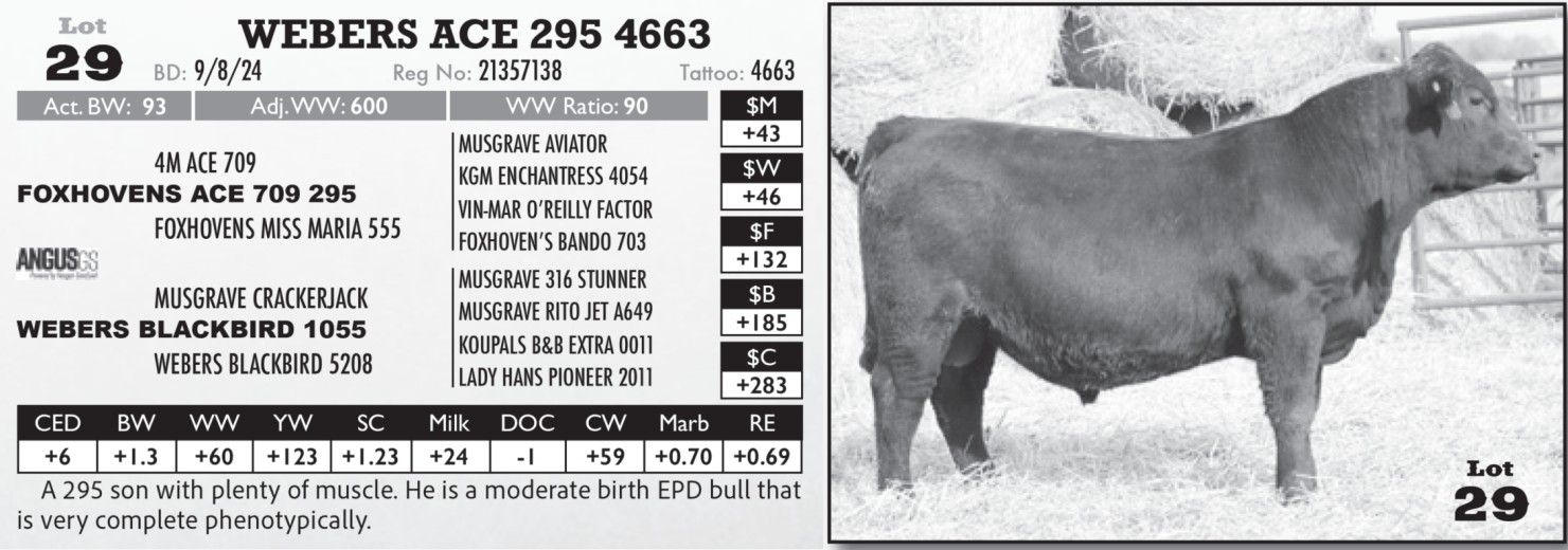 Lot 29 - Webers Ace 295 4663: Weber Farms Angus - Annual Online Bull ...
