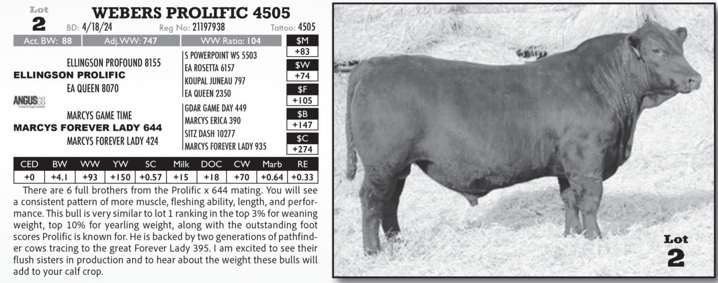 Lot 2 - Webers Prolific 4505: Weber Farms Angus - Annual Online Bull ...