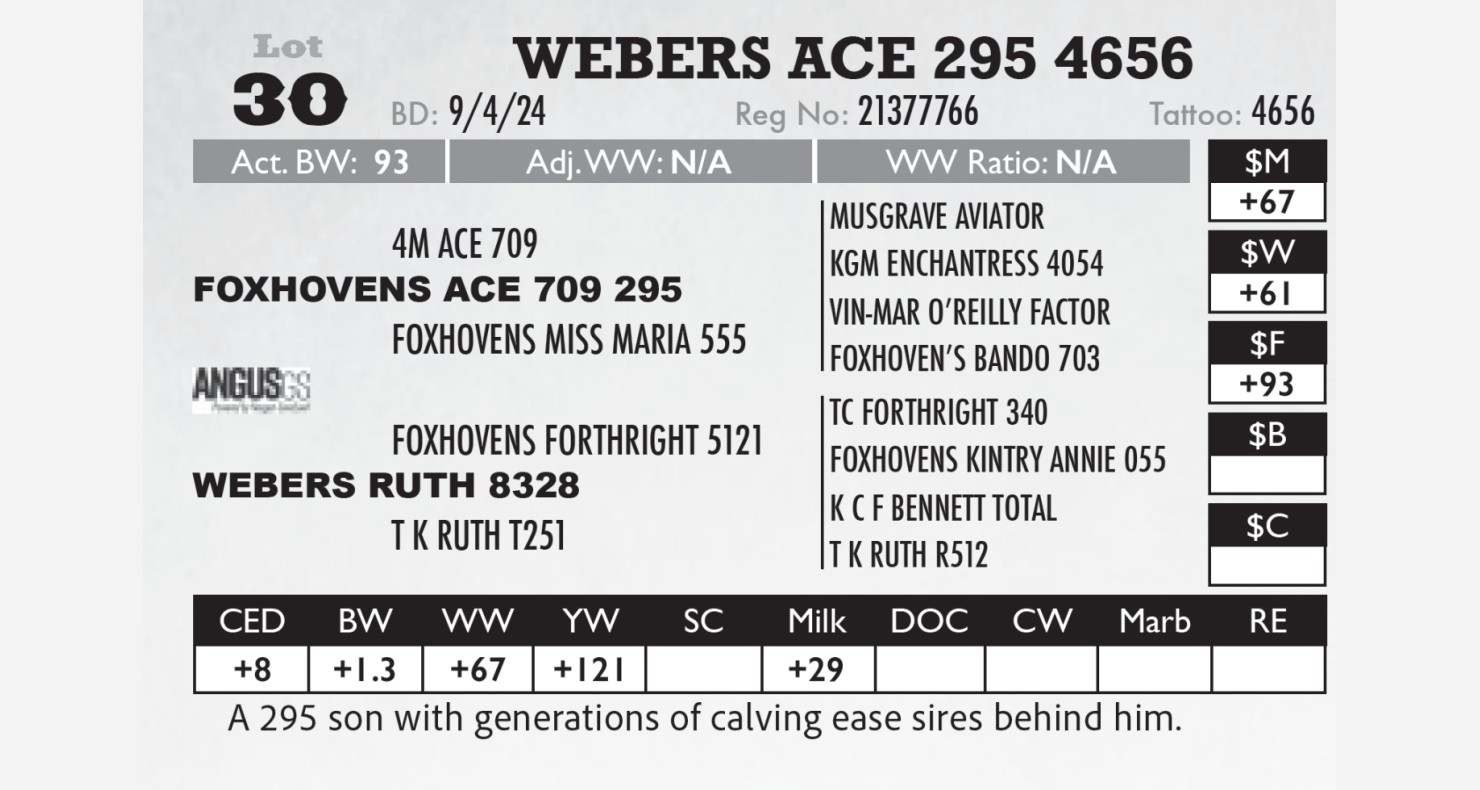 Lot 30 - Webers Ace 295 4656: Weber Farms Angus - Annual Online Bull ...