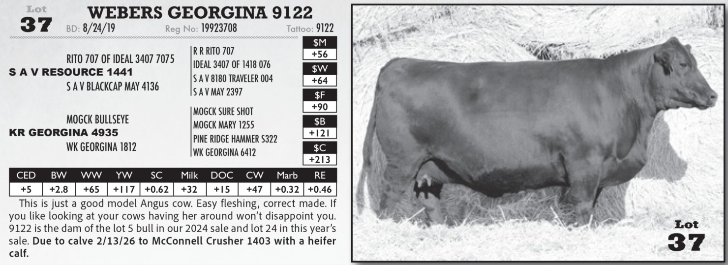 Lot 37 - Webers Georgina 9122: Weber Farms Angus - Annual Online Bull ...