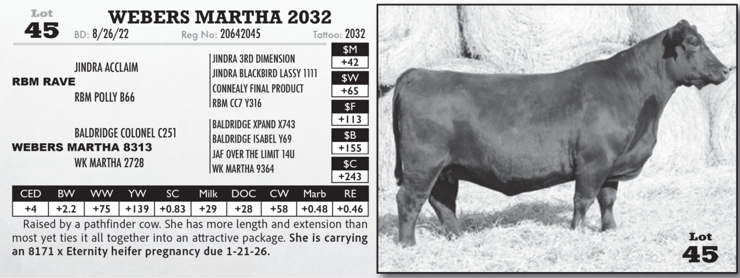 Lot 45 - Webers Martha 2032: Weber Farms Angus - Annual Online Bull ...
