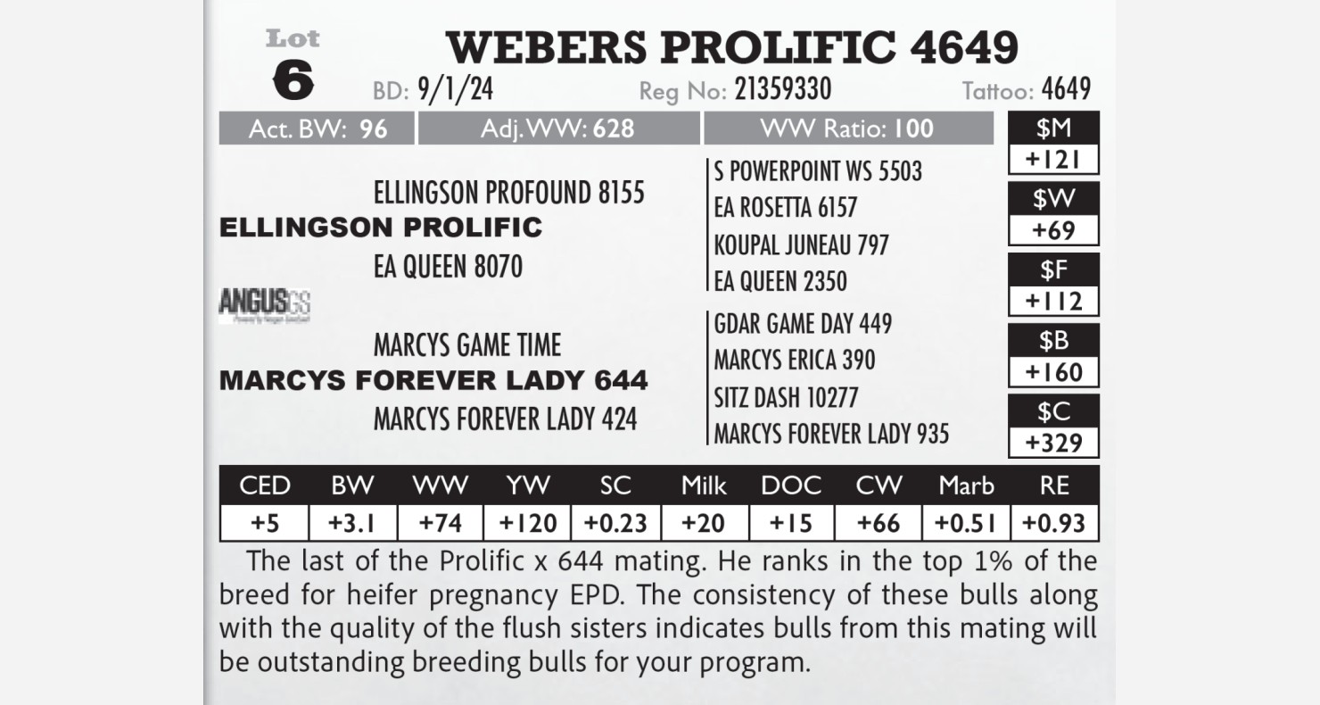 Lot 6 - Webers Prolific 4649: Weber Farms Angus - Annual Online Bull ...