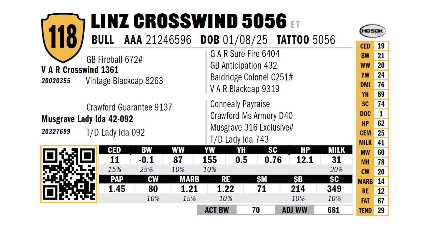 Lot 118: Linz Heritage Angus - 9th Annual Angus Bull Sale | DVAuction