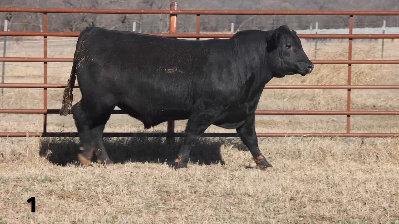 Lot 1: Linz Heritage Angus - 9th Annual Angus Bull Sale | DVAuction