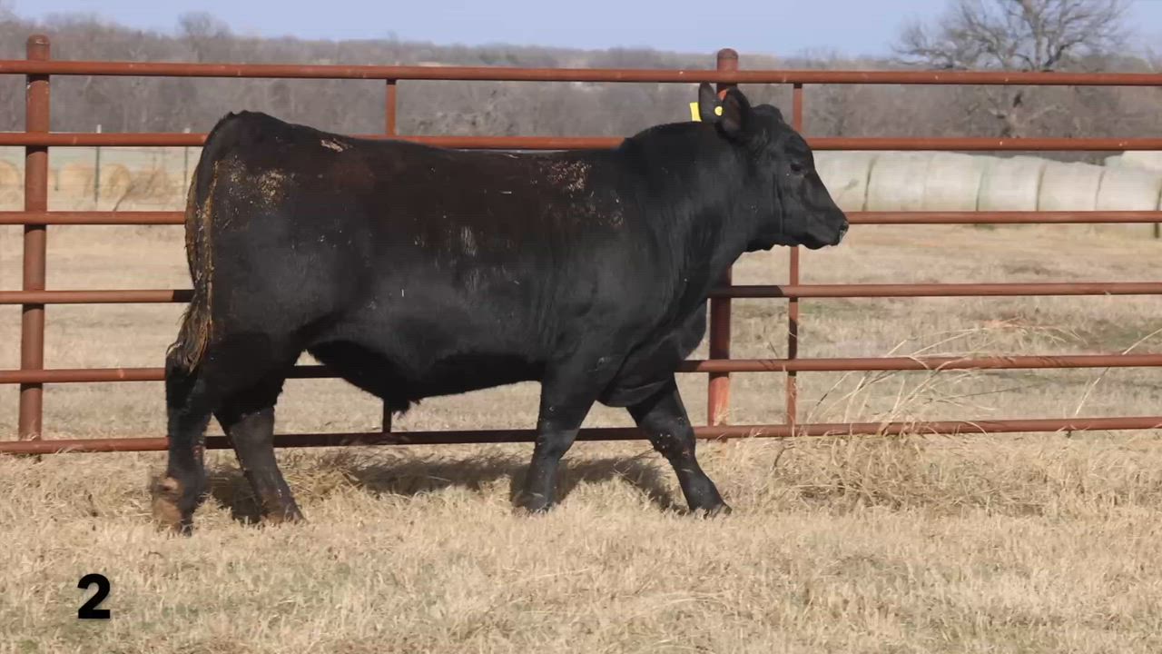 Lot 2: Linz Heritage Angus - 9th Annual Angus Bull Sale | DVAuction