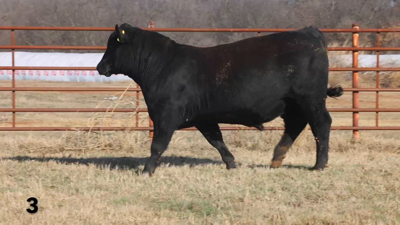 Lot 3: Linz Heritage Angus - 9th Annual Angus Bull Sale | DVAuction