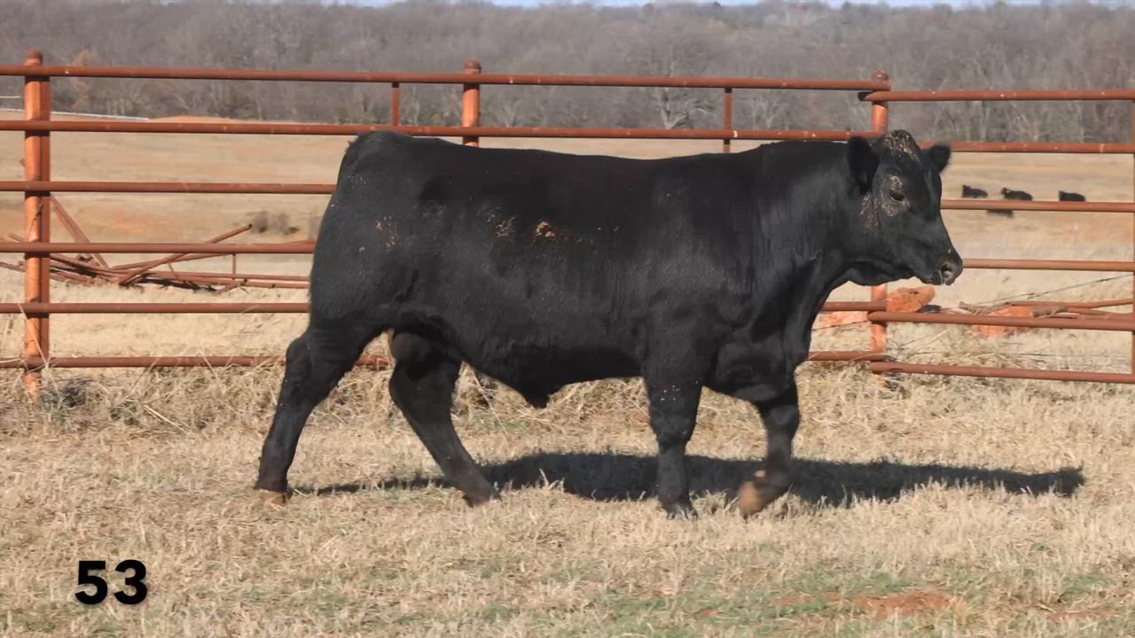 Lot 53: Linz Heritage Angus - 9th Annual Angus Bull Sale | DVAuction