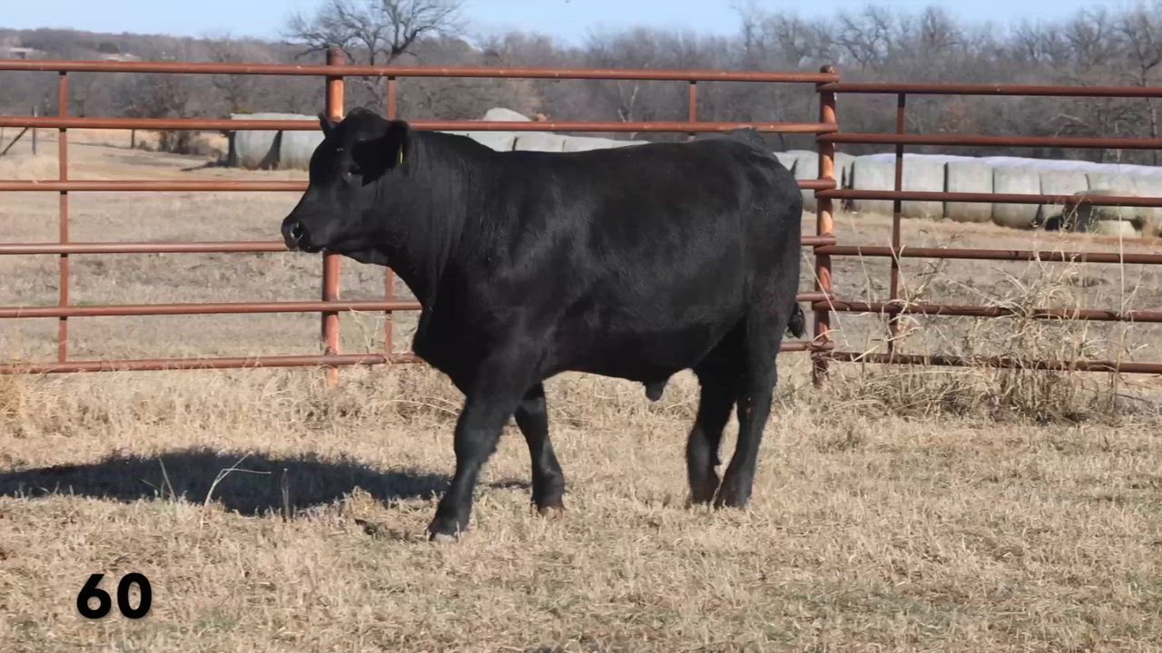 Lot 60: Linz Heritage Angus - 9th Annual Angus Bull Sale | DVAuction