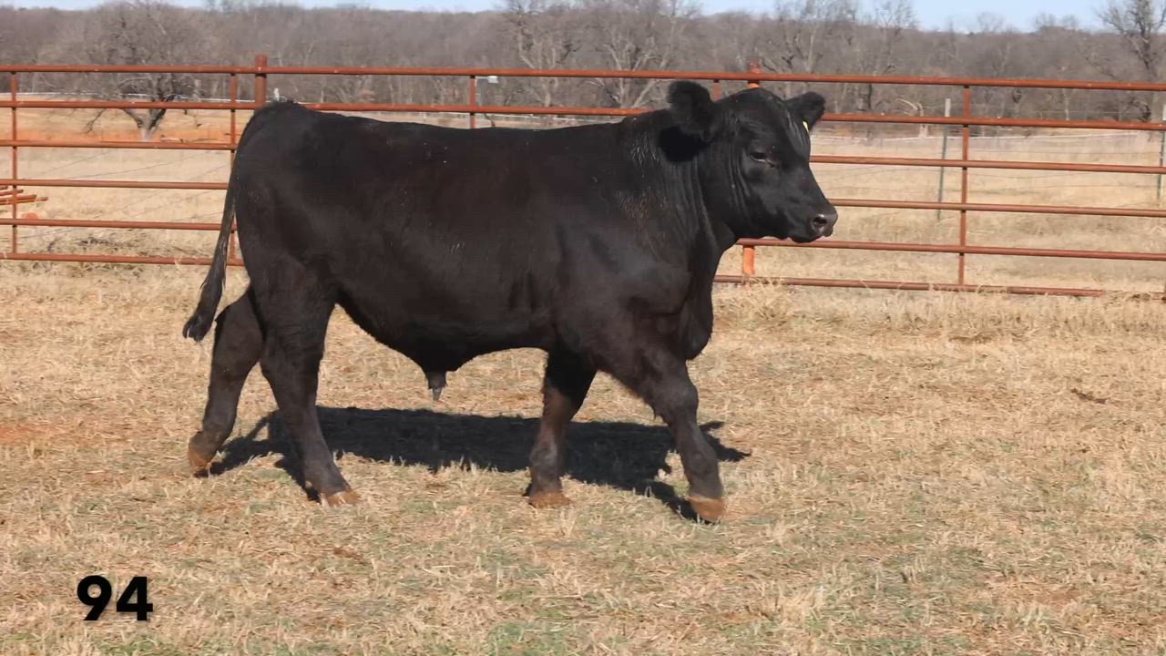 Lot 94: Linz Heritage Angus - 9th Annual Angus Bull Sale | DVAuction