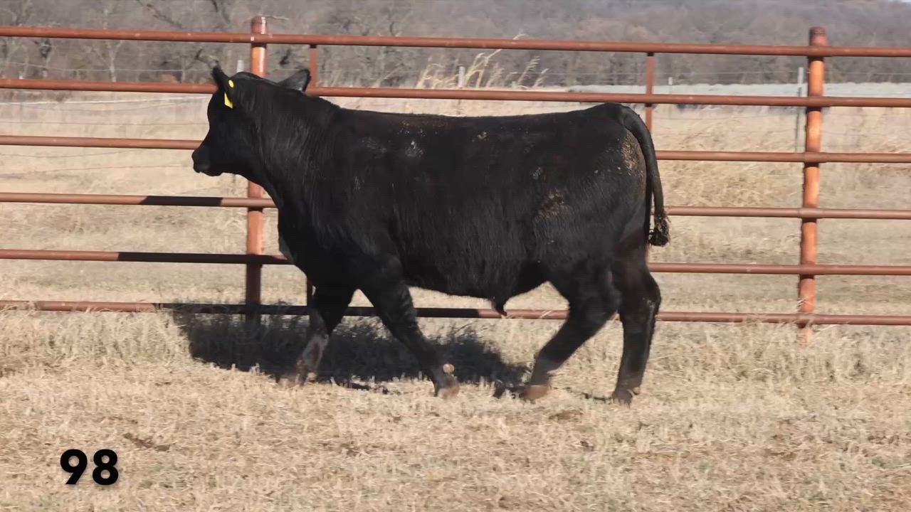 Lot 98: Linz Heritage Angus - 9th Annual Angus Bull Sale | DVAuction