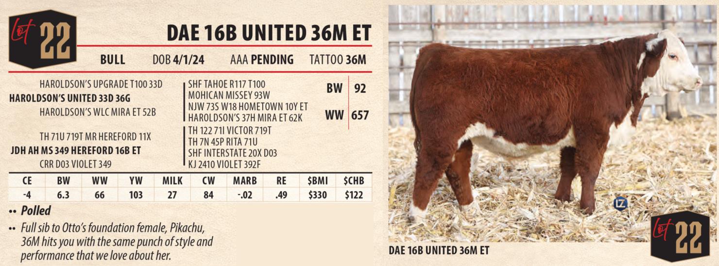 Lot 22: Dandy Acres Angus - Annual Production Sale | DVAuction