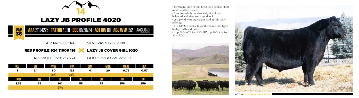 Lot 14: Lazy JB Angus - Annual Angus Bull Sale | DVAuction