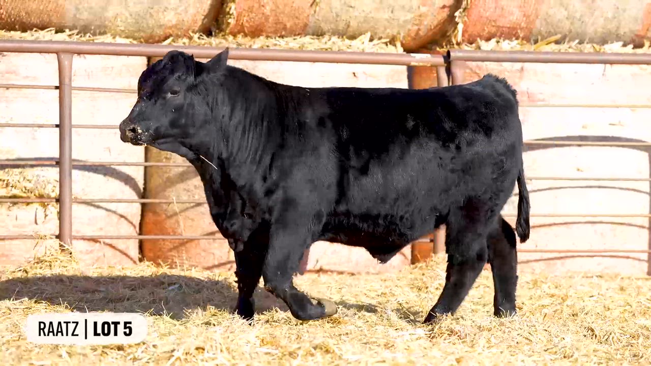 2/24/25 Raatz Farms - Annual Simmental Bull & Female Sale Video Catalog ...