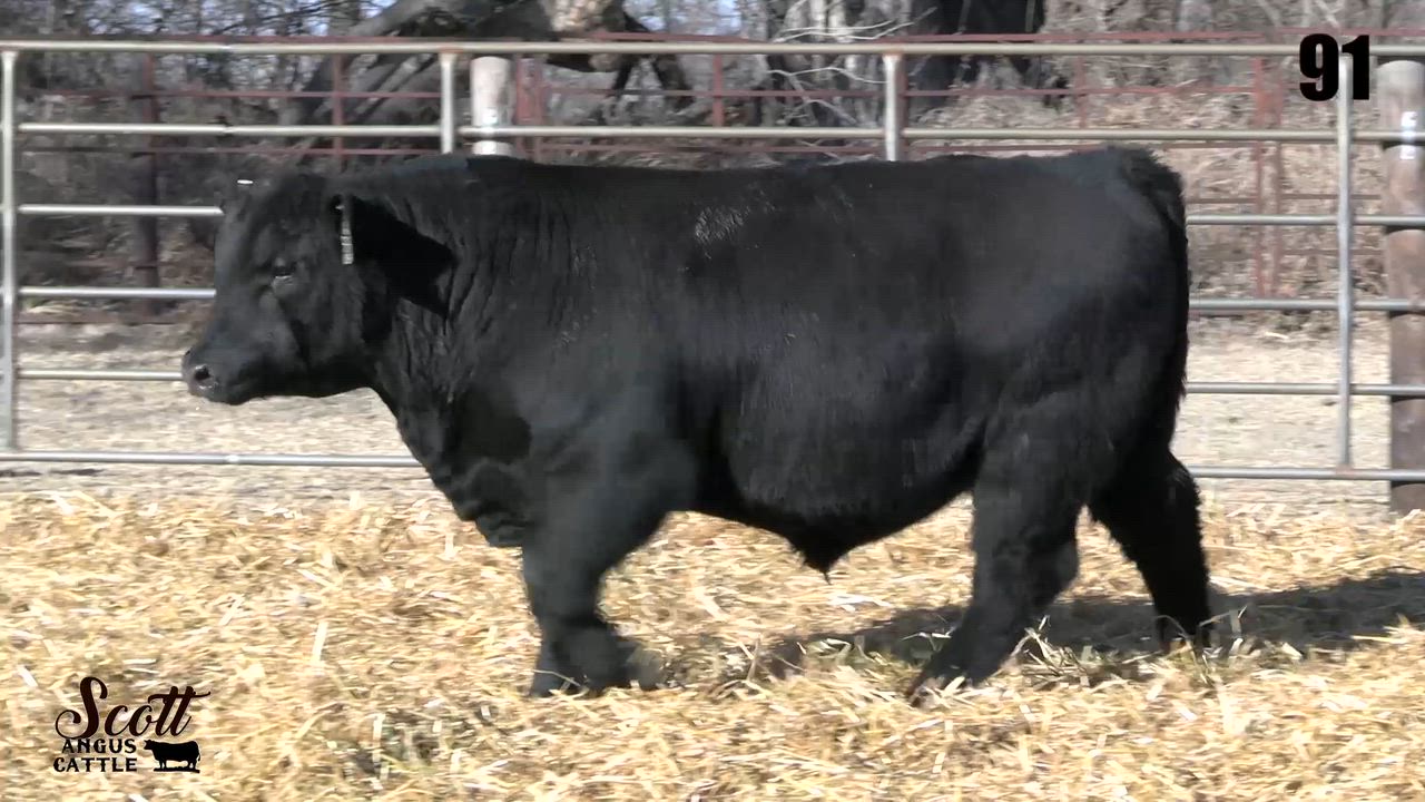 Lot 91: Scott Angus Cattle - Annual Production Sale | DVAuction
