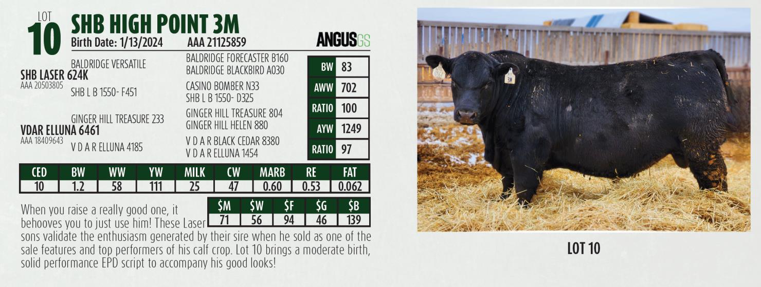 Lot 10: SHB Angus & Gardiner Prime Angus Ranch - Annual Joint Bull Sale ...