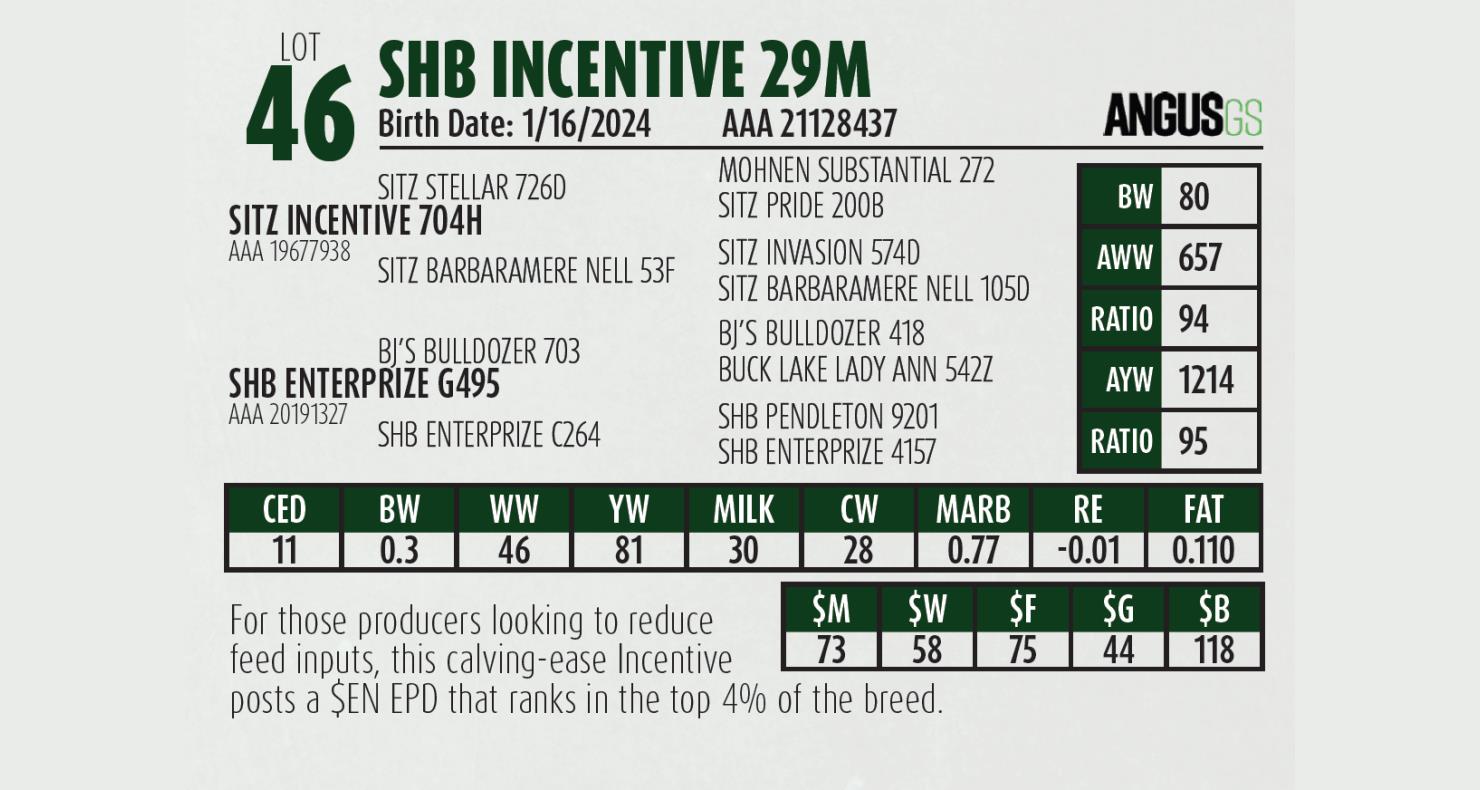 Lot 46: SHB Angus & Gardiner Prime Angus Ranch - Annual Joint Bull Sale ...