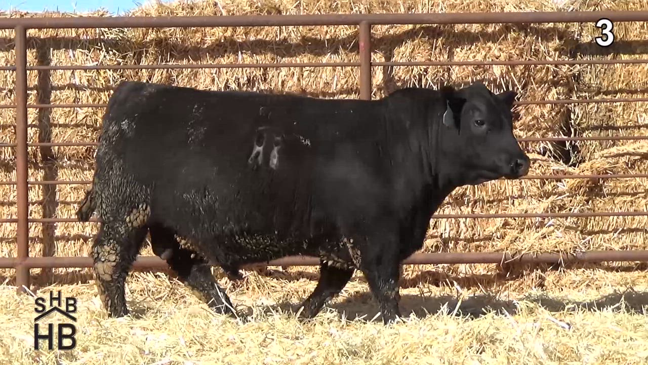 Lot 3: SHB Angus & Gardiner Prime Angus Ranch - Annual Joint Bull Sale ...