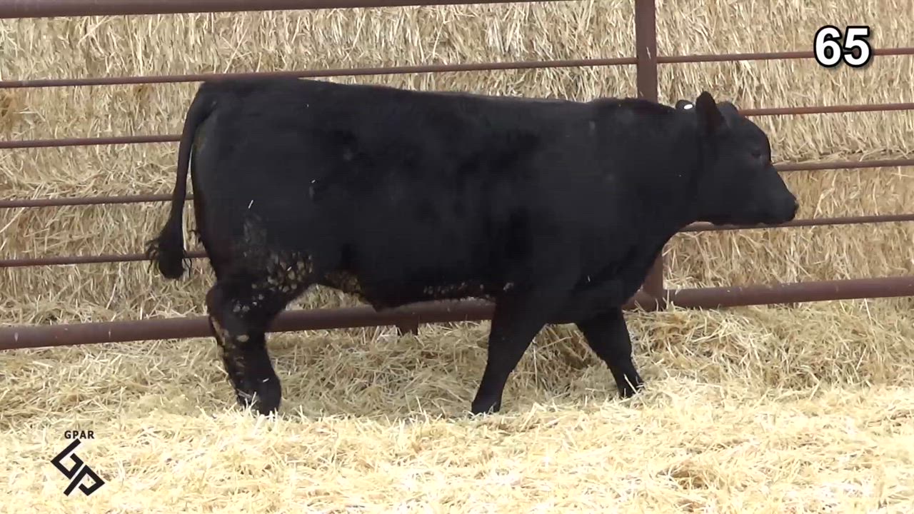 3/14/25 SHB Angus & Gardiner Prime Angus Ranch - Annual Joint Bull Sale ...