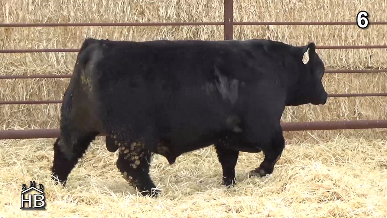 3/14/25 SHB Angus & Gardiner Prime Angus Ranch - Annual Joint Bull Sale ...