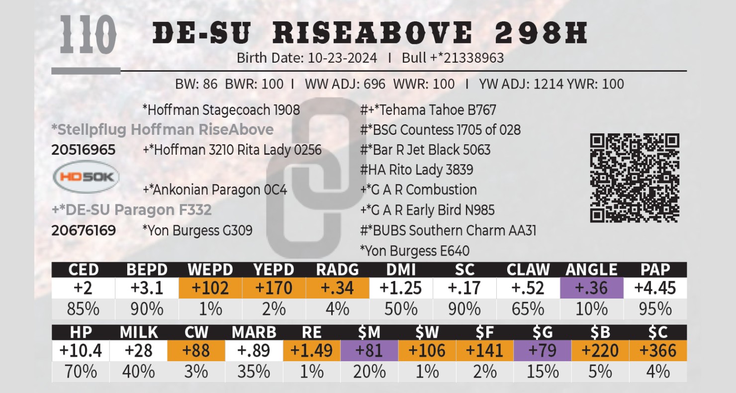 Lot 110: DE-SU Angus - DE-SU No Weak Links Angus Bull Sale | DVAuction