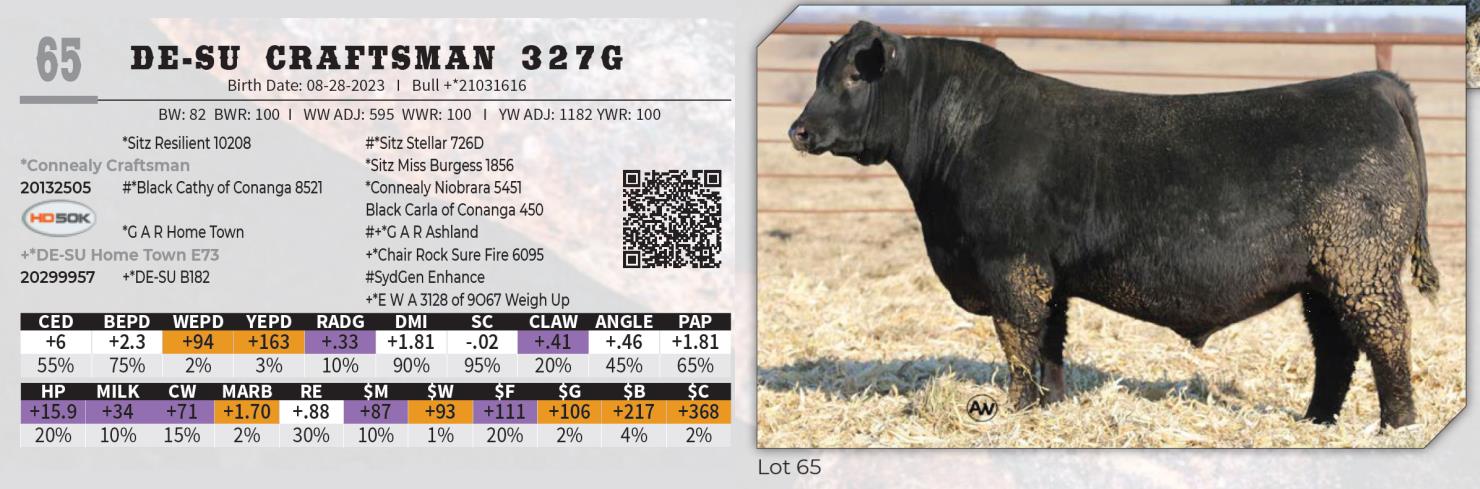Lot 65: DE-SU Angus - De-Su No Weak Links Angus Bull Sale | DVAuction