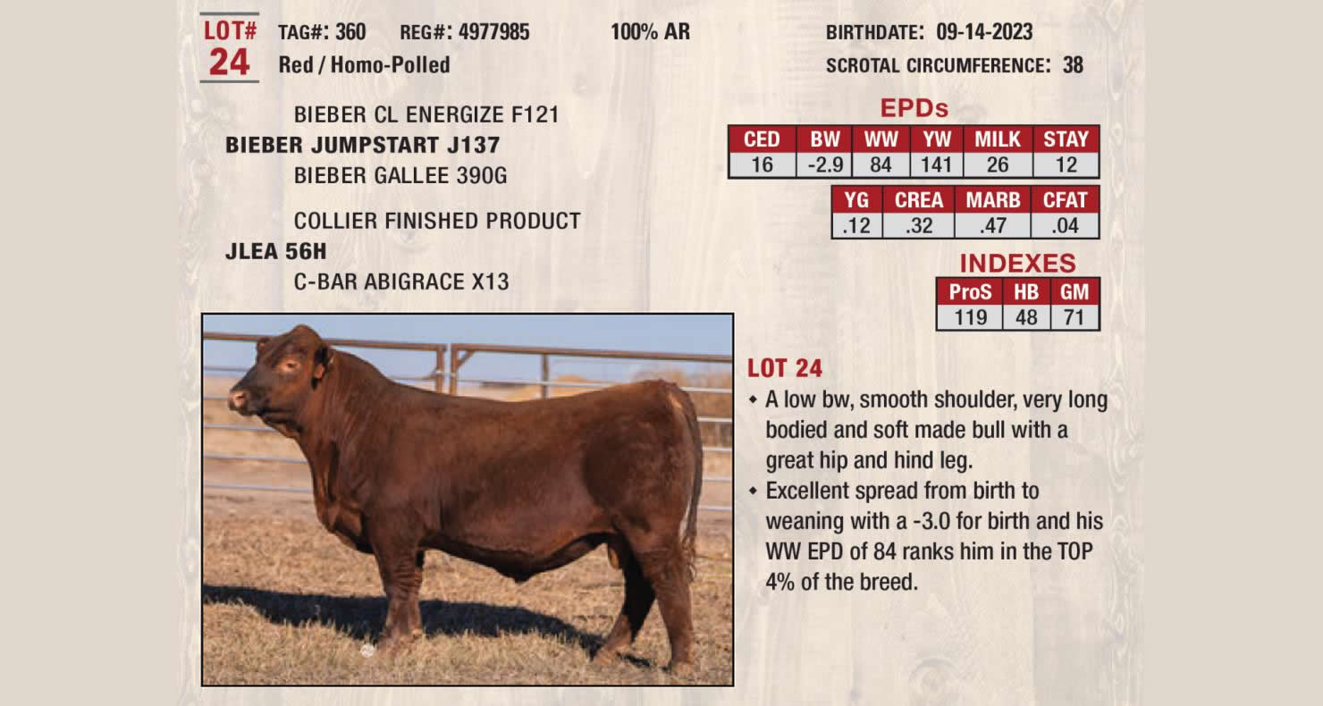 Lot 24: Pope Farms Genetics - Online Bull Sale - Balancer, Red Angus ...