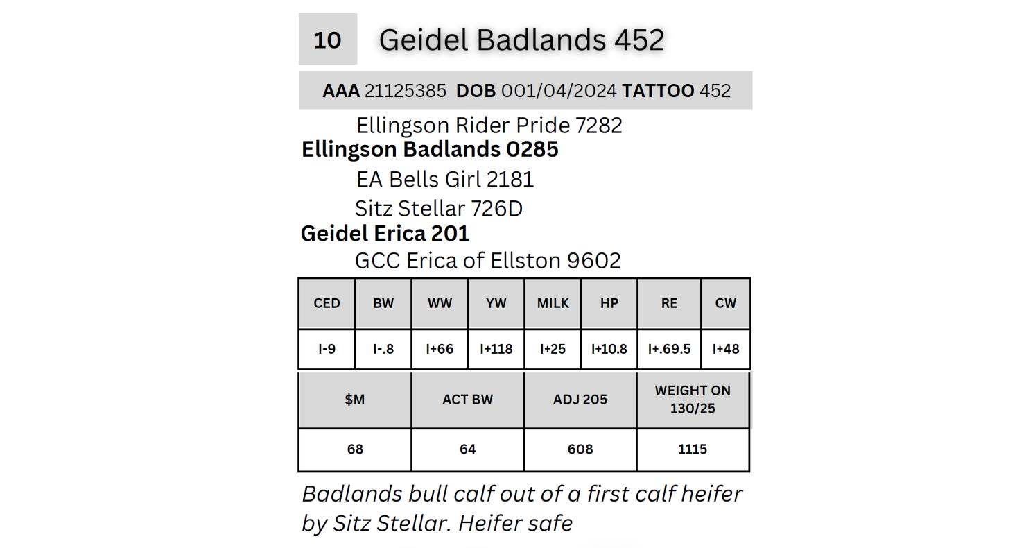 Lot 10 - Geidel Badlands 452: Geidel Cattle Co. - Online Sale | Geidel ...