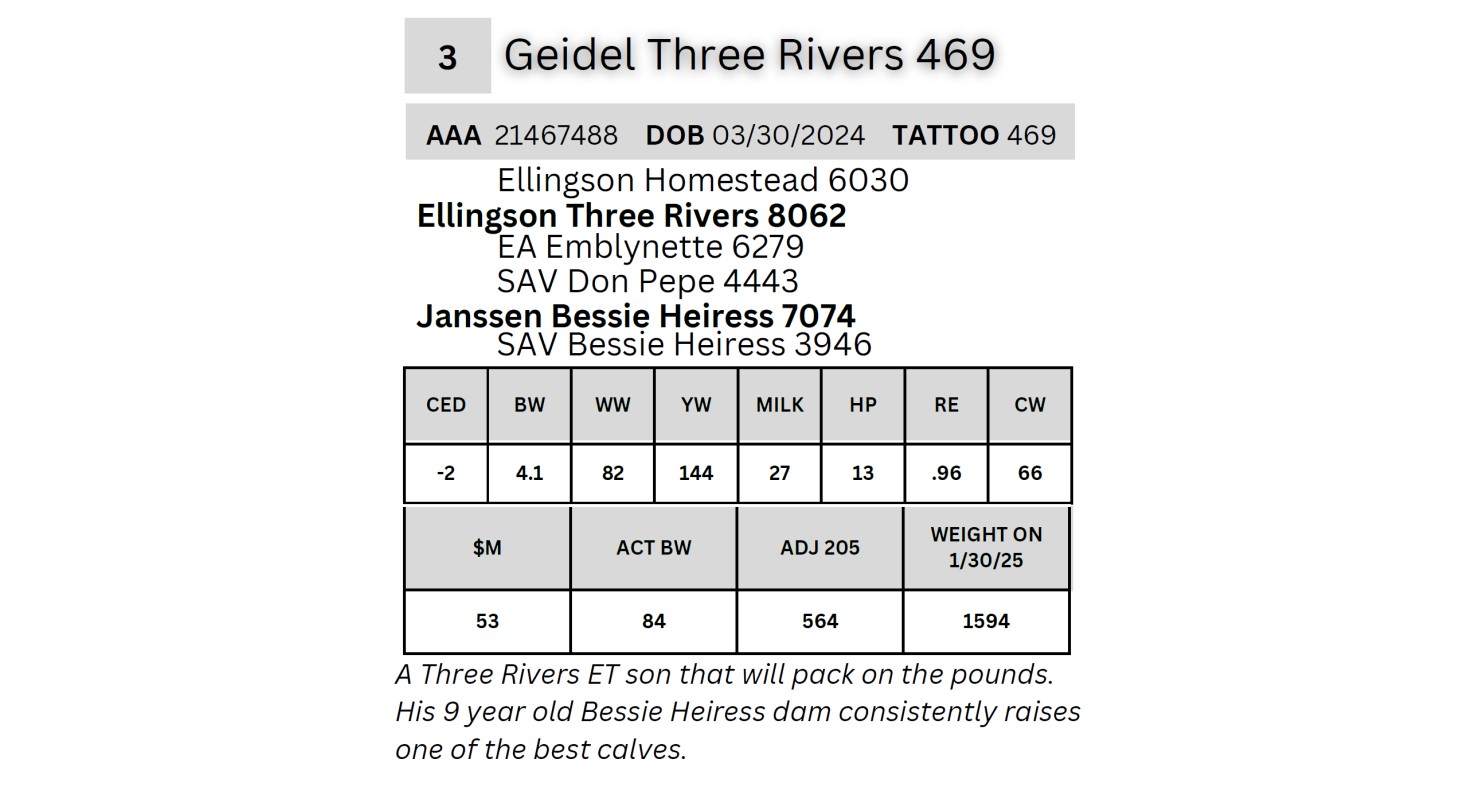 Lot 3 - Geidel Three Rivers 469: Geidel Cattle Co. - Online Sale ...