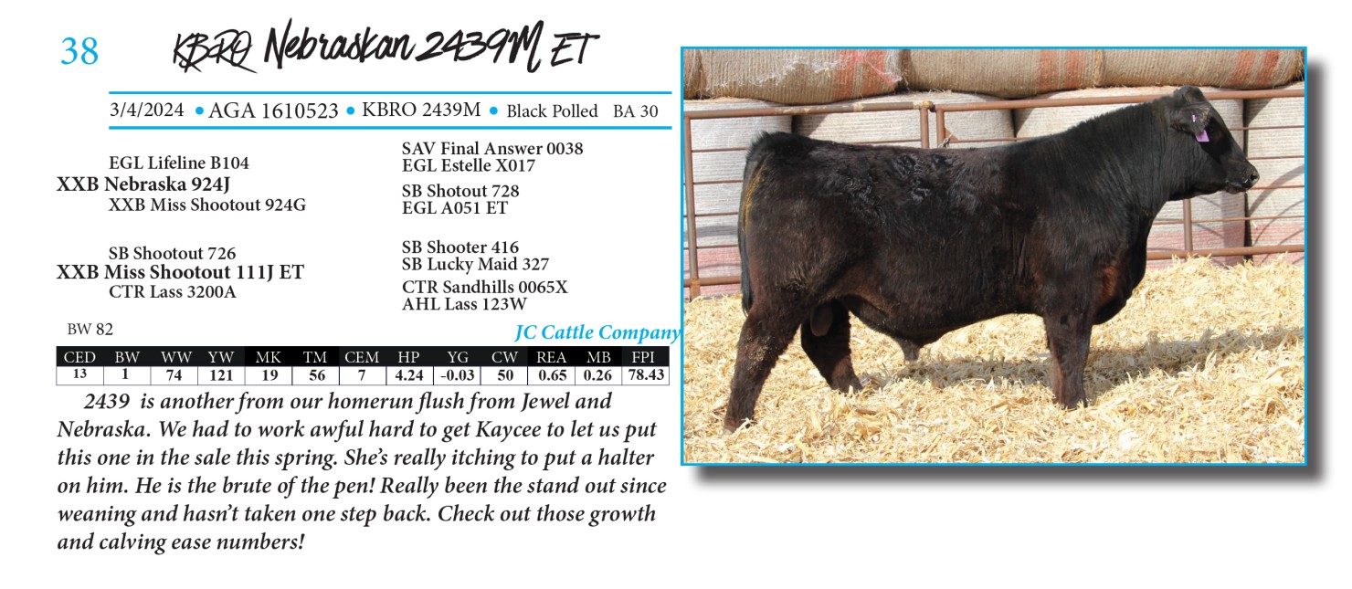 Lot 38: Ranchers Choice Gelbvieh & Balancer Bull Sale - Annual Bull ...