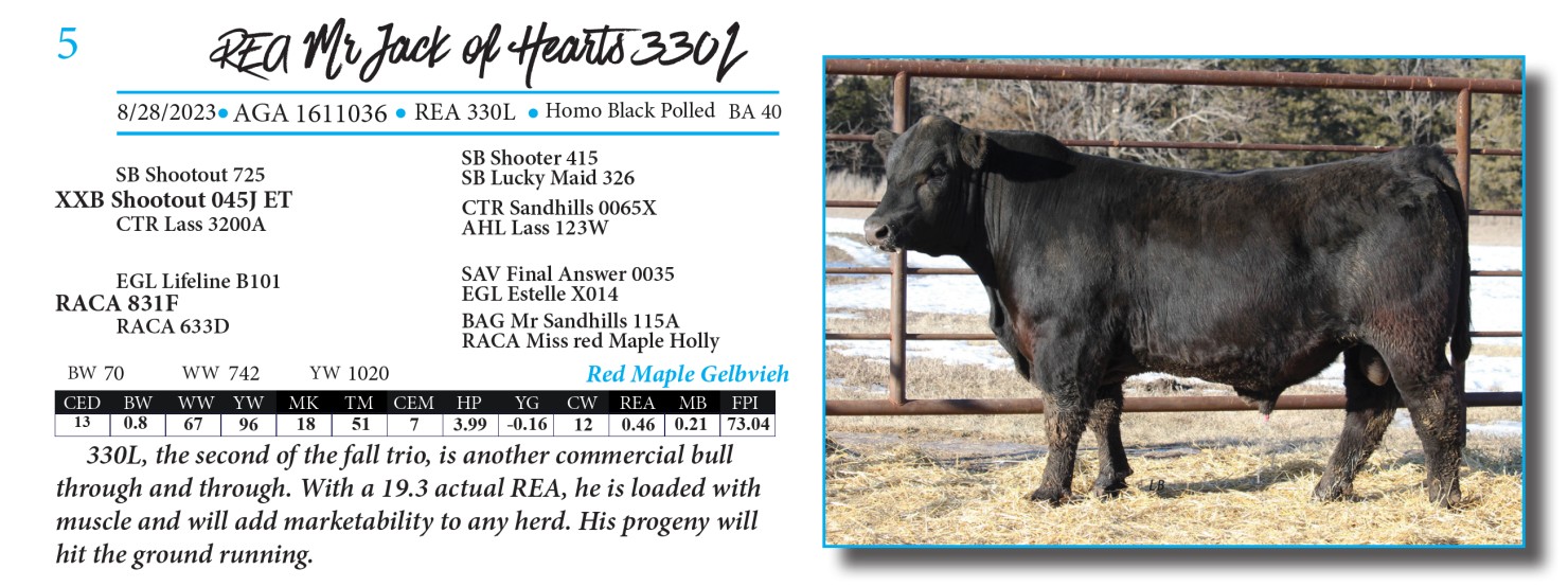 Lot 5: Ranchers Choice Gelbvieh & Balancer Bull Sale - Annual Bull Sale ...