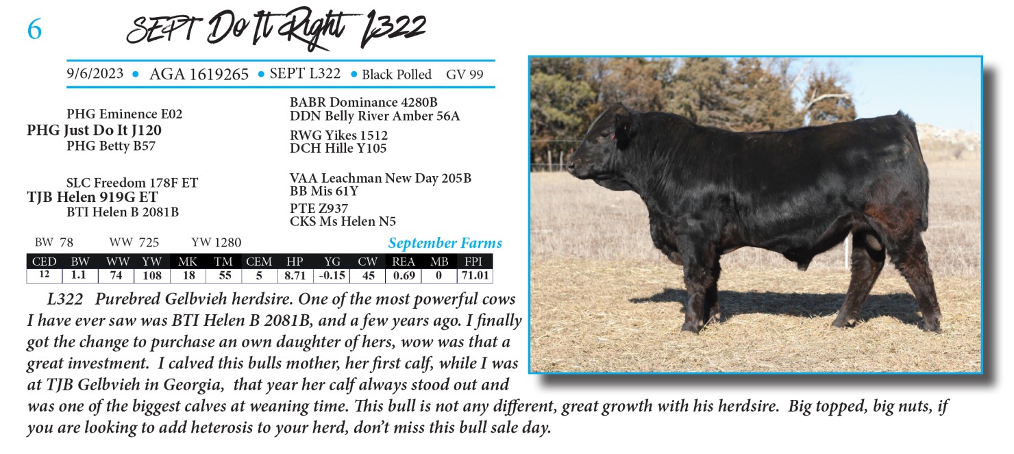 Lot 6: Ranchers Choice Gelbvieh & Balancer Bull Sale - Annual Bull Sale ...