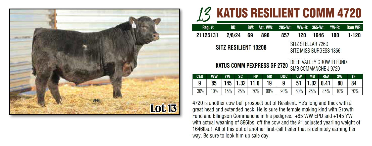 Lot 13: Katus Ranch - Angus Seedstock Bull Sale | DVAuction