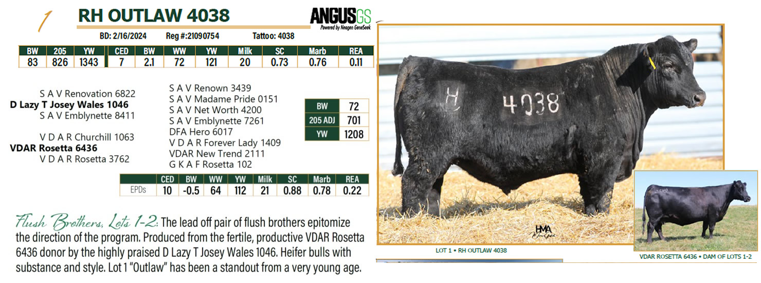 Lot 1: Rockin' H Cattle Co. - Annual Production Sale | DVAuction