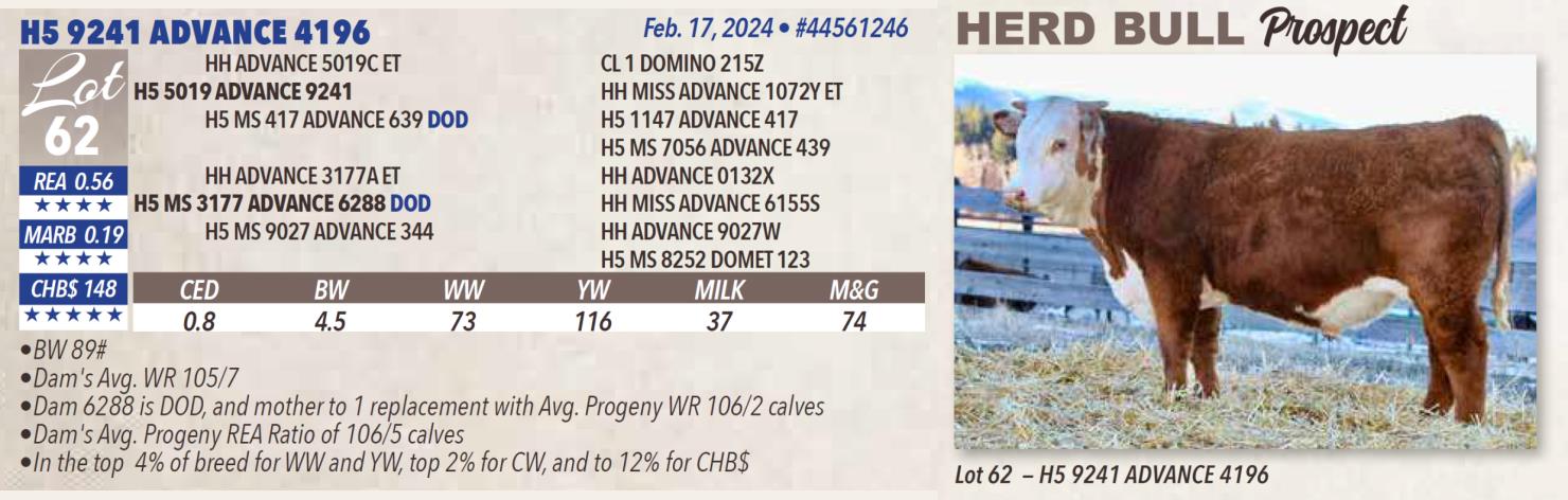 Lot 62: Harrell Ranch Hereford and Angus - Harrell Roundup Bull Sale ...