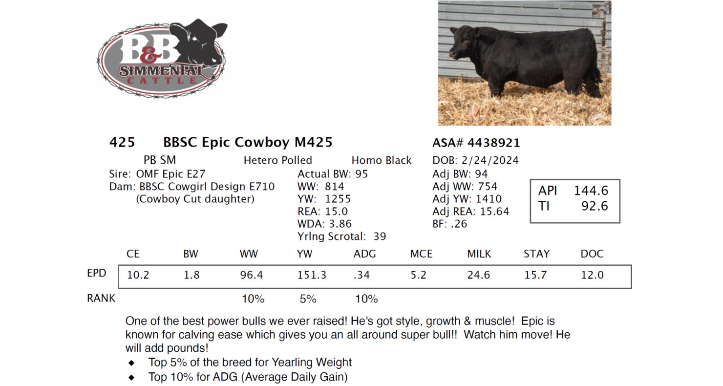 Lot 425: B&B Simmentals - Annual Simmental Bull Sale | DVAuction