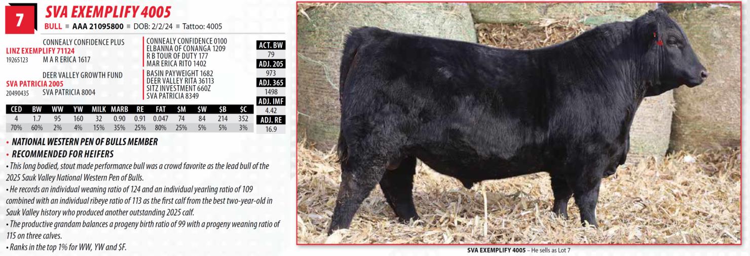 Lot 7: Sauk Valley Angus - Bull and Female Sale | DVAuction