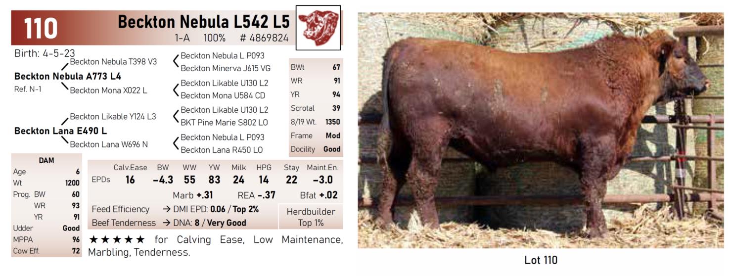 Lot 110 - Beckton Nebula L542 L5: Beckton Red Angus - Online Sale ...
