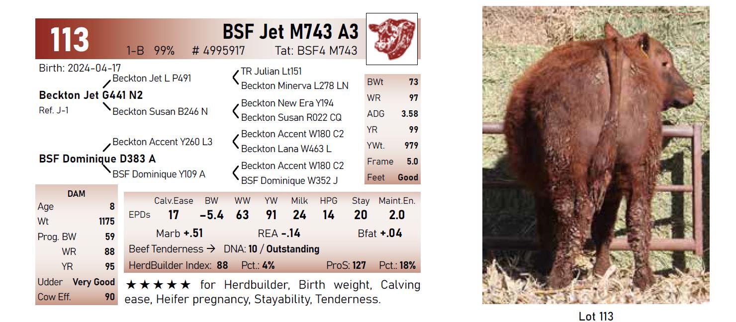 Lot 113: Beckton Red Angus - 80th Production Anniversary Sale | DVAuction