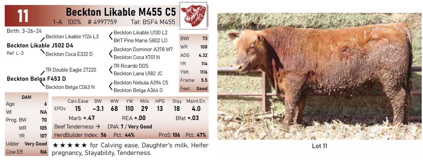 Lot 11: Beckton Red Angus - 80th Production Anniversary Sale | DVAuction