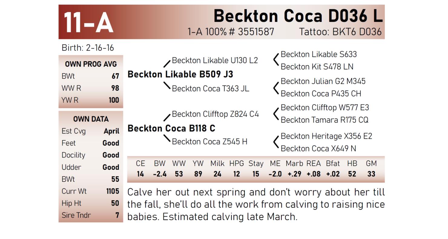 Lot 11 - Choice: Registered Cow: Beckton Red Angus - Online Sale ...