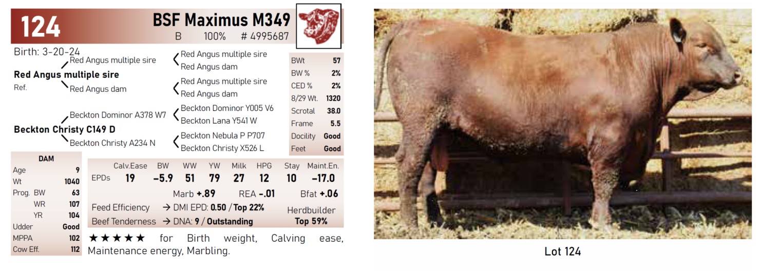 Lot 124 - BSF Maximus M349: Beckton Red Angus - Online Sale | Beckton ...