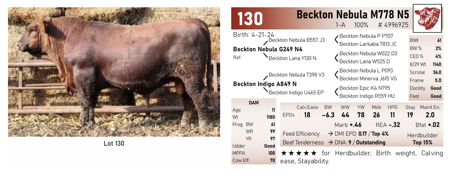 Lot 130 - Beckton Nebula M778 N5: Beckton Red Angus - Online Sale ...