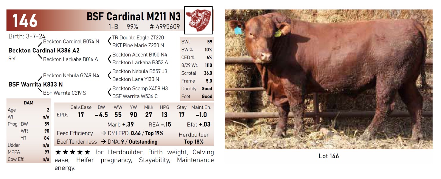 Lot 146 - BSF Cardinal M211 N3: Beckton Red Angus - Online Sale ...